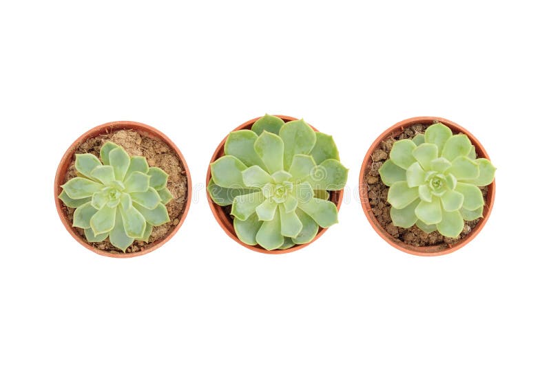 Top View of Small Tree Pot on White Background. Stock Photo - Image of ...