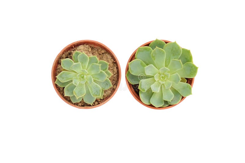 Top View of Small Tree Pot on White Background. Stock Photo - Image of ...