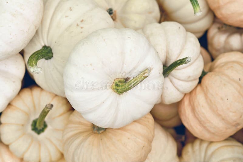 Top View of Small White Baby Boo Pumpkin Stock Image - Image of food ...