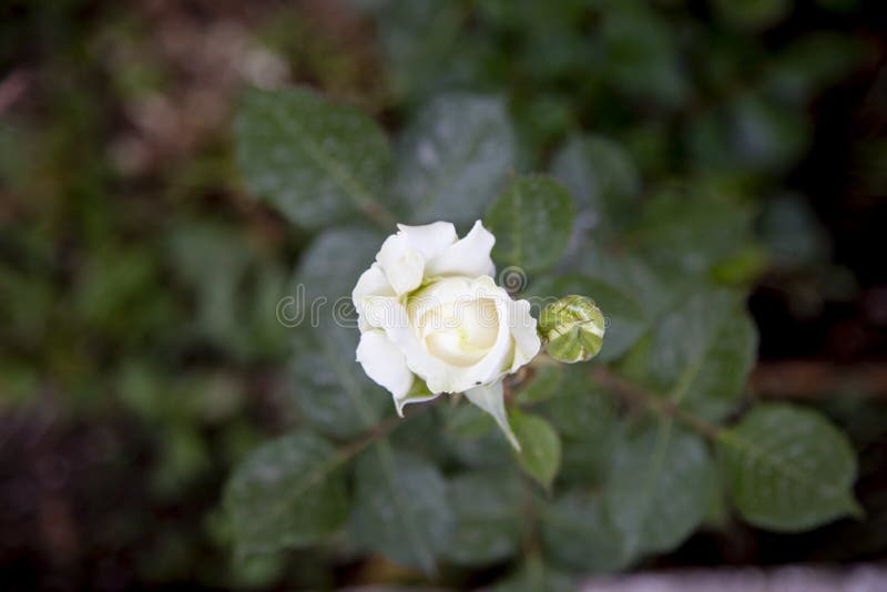 Top View of a Small White Rose .opening Stock Photo - Image of flora ...