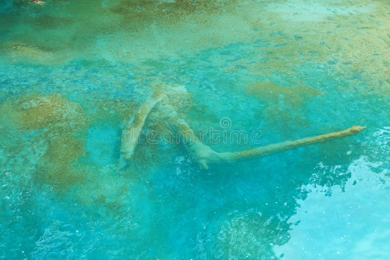 Top View of the Snag Under Water Stock Image - Image of hitch, diving ...