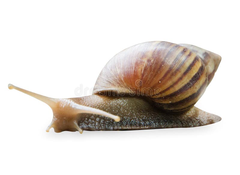 Top View of Snail, Focus Selective Stock Image - Image of slither ...