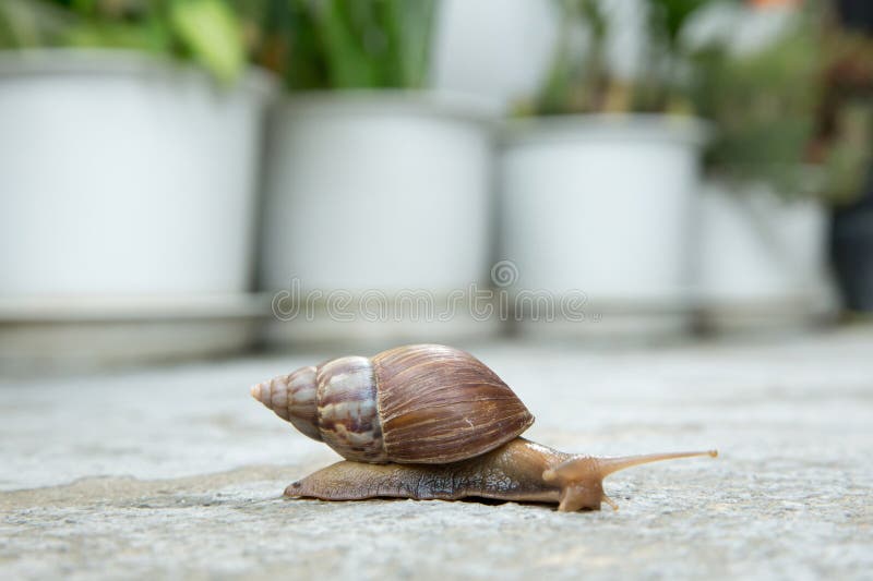 Top View of Snail, Focus Selective Stock Photo - Image of brown ...
