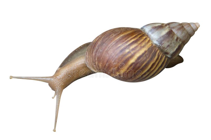 Top View of Snail, Focus Selective Stock Photo - Image of slow, mollusk ...
