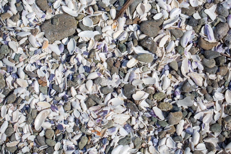 Top View of Snail Shells on the Beach with Small Stones Stock Photo ...