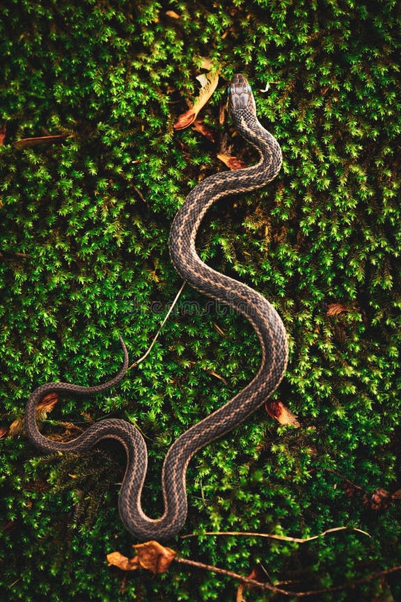 Top View of a Snake Crawling on Green Moss in a Forest Stock Photo ...