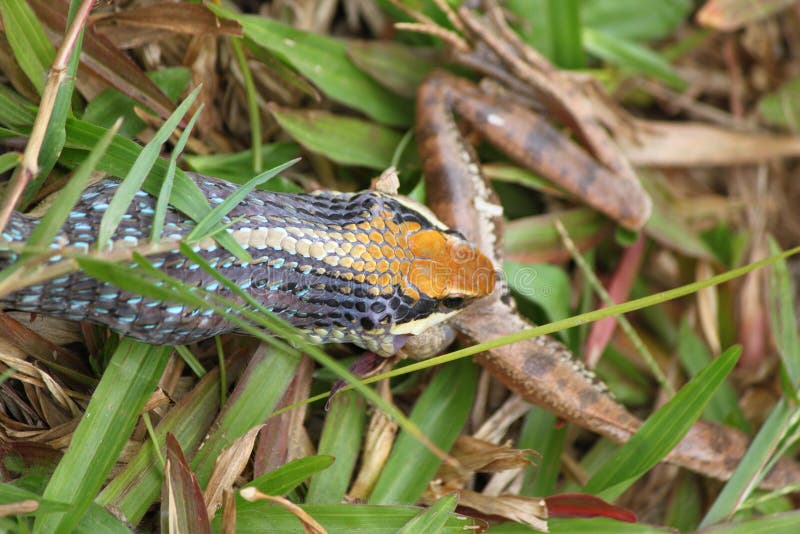 Top View of a Snake Eating a Frog in Green Grass Stock Photo - Image of ...