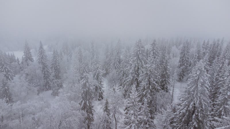 Top View of the Snow-covered Forest in the Mountains Stock Image ...