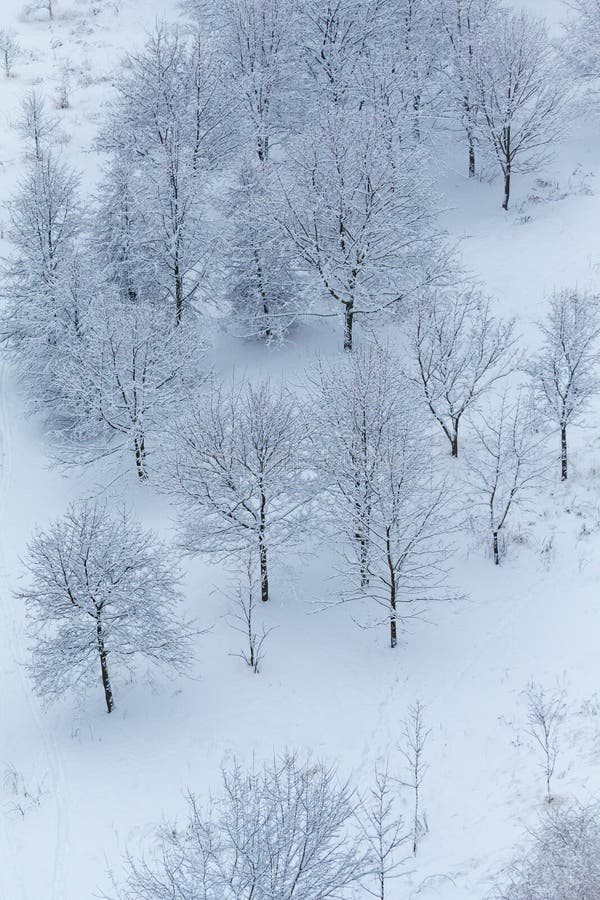Top View of Snow-covered Treetops Stock Photo - Image of forest, blue ...