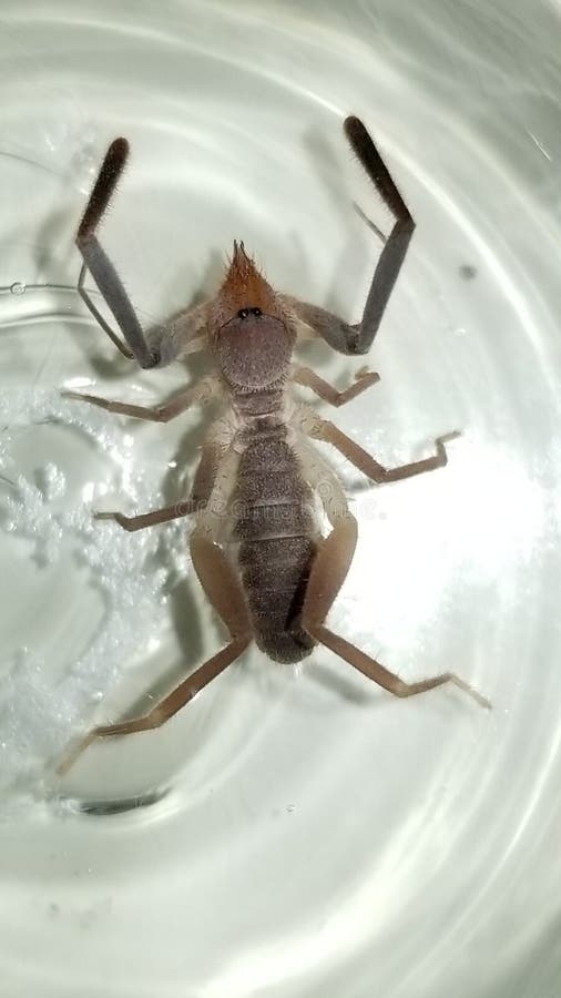 Solpugid Stock Photos - Free & Royalty-Free Stock Photos from Dreamstime