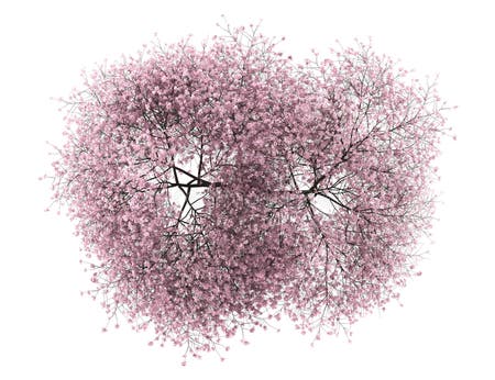 Top View of Sour Cherry Tree on White Stock Illustration - Illustration ...