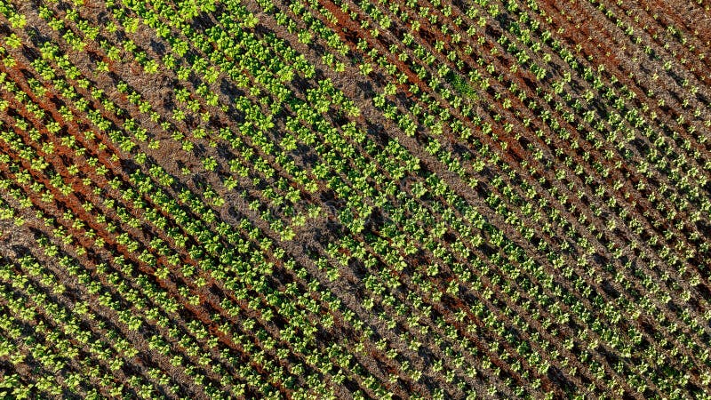 Top View of Soybean Plantation at Dusk Stock Photo - Image of bean ...