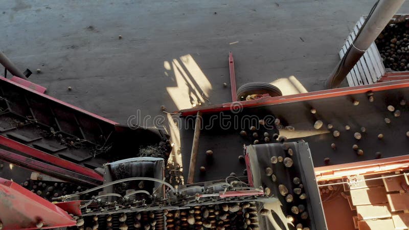 Special Mechanized Wet Line Potato Sorting Process at the Farm Stock ...