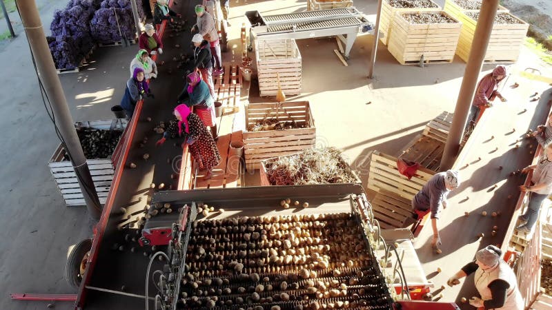 Special Mechanized Wet Line Potato Sorting Process at the Farm Stock ...