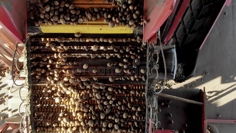 Special Mechanized Wet Line Potato Sorting Process at the Farm Stock ...
