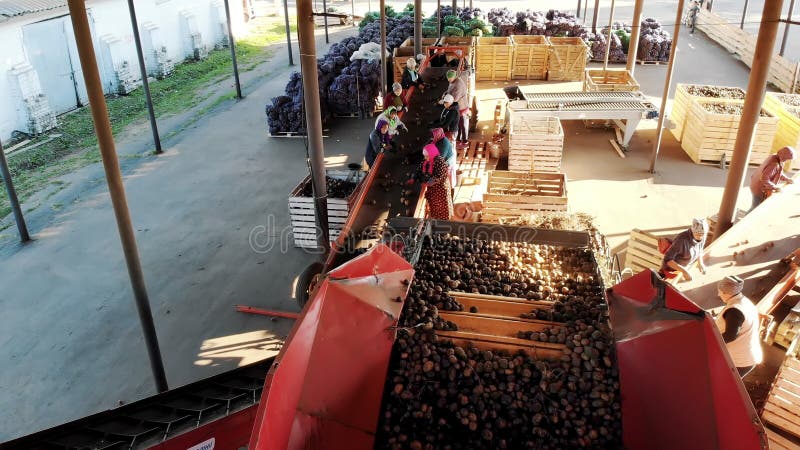 Top View. Special Mechanized Process of Potato Sorting at Farm Stock ...