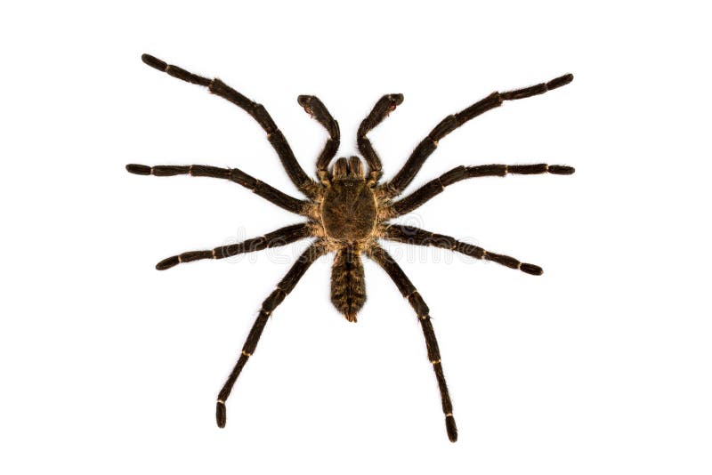 Top View Of Tarantula Spider Stock Image - Image of creepy, tarentualla ...