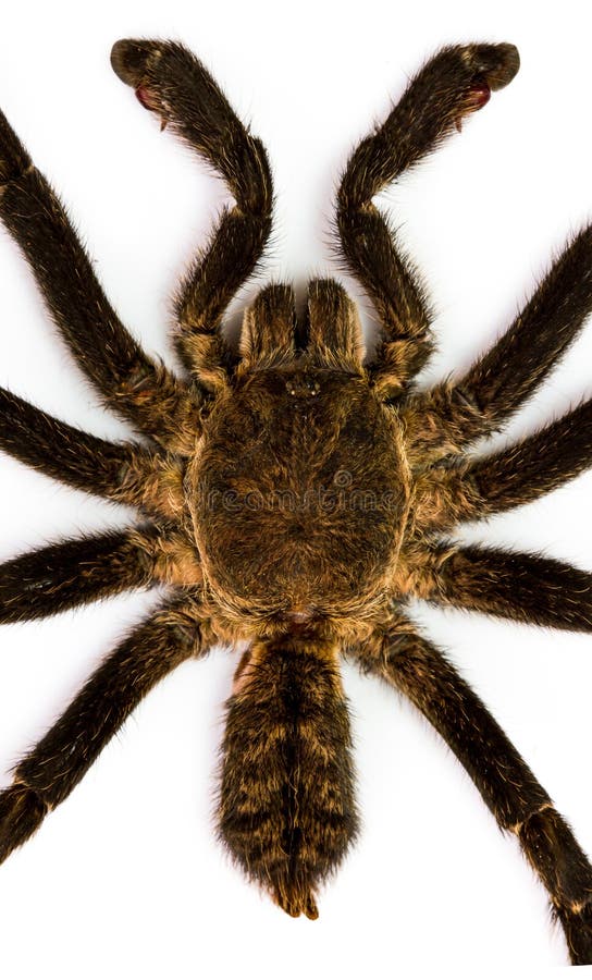 Top View Of Tarantula Spider Stock Image - Image of shot, view: 34920817