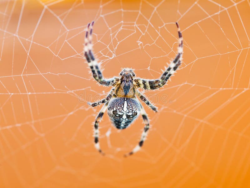 Top View of Spider at Cobweb Stock Image - Image of natural, insect ...