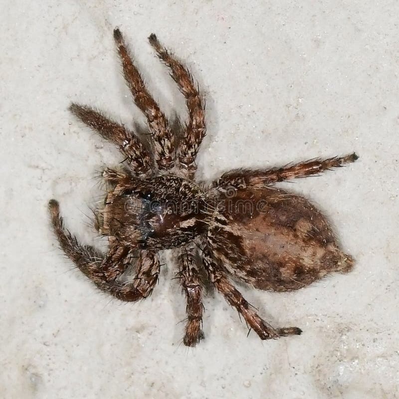Top View of Spider on a Wall Stock Photo - Image of predator, brown ...