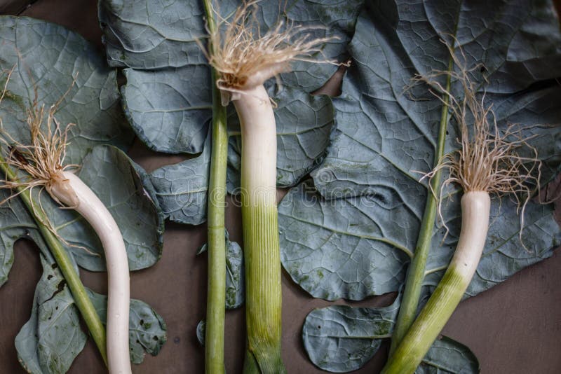 Top View of Spring Onions on Dried Leaves Stock Image - Image of detail ...