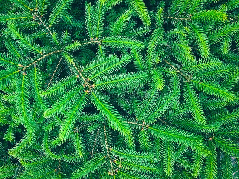 Top View Spruce Tree Texture Natural Background Stock Image - Image of ...