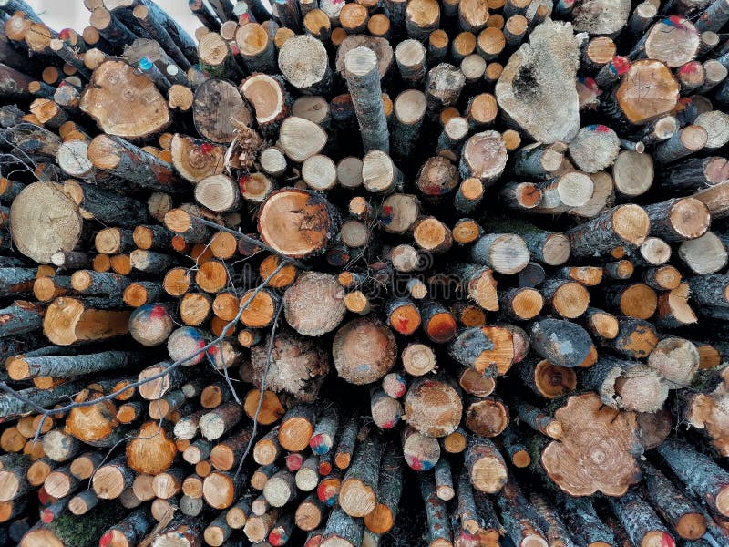 Top View of a Stack of Logs and Tree Branches Stock Image - Image of ...