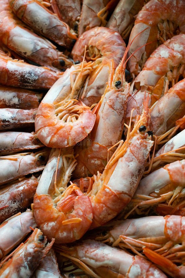 Top View of Steamed Prawns. Shellfish Stock Image - Image of protein ...