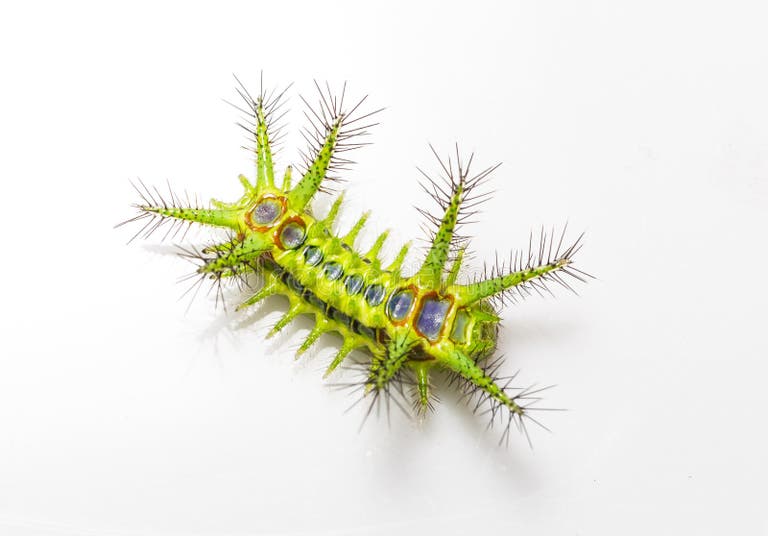 Top View of Stinging Nettle Slug Caterpillar Moth Stock Image - Image ...