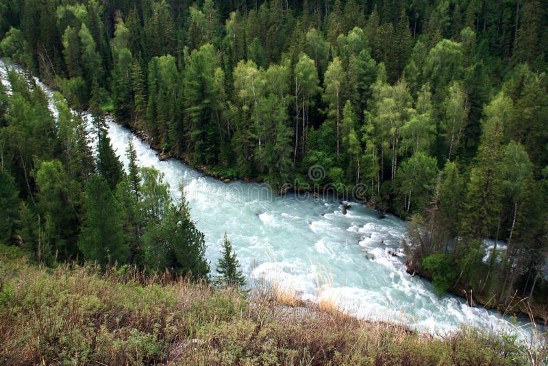 Top View of the Stormy Kucherla River with a Spruce Forest in Altai in ...