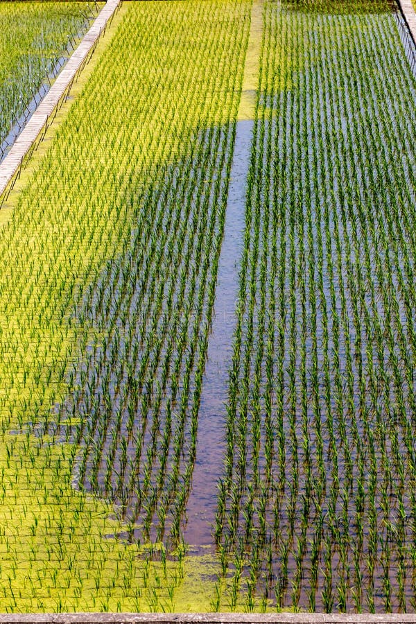 Top View of Straight Rows of Green Rice Asian Fields. Natural ...