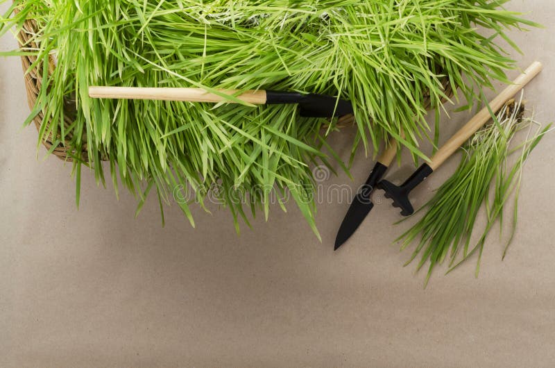 Top View of Straw Basket and Gardening Tools on the Brown Surface.Empty ...