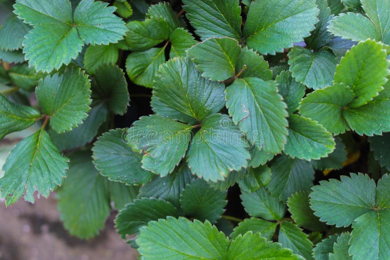 Top View of Strawberries Leaves in the Backyard. Beautiful Green ...