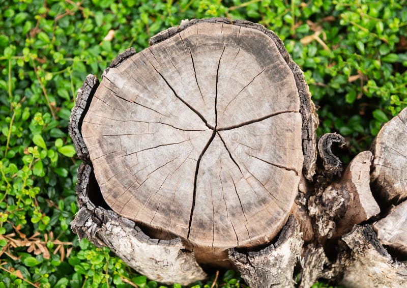 Top View of Stump from Cut Tree with Growth Rings Stock Image - Image ...