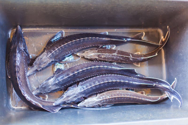 View of Sturgeon Lake at Trent Severn Waterway Lock 32 in Bobcaygeon ...