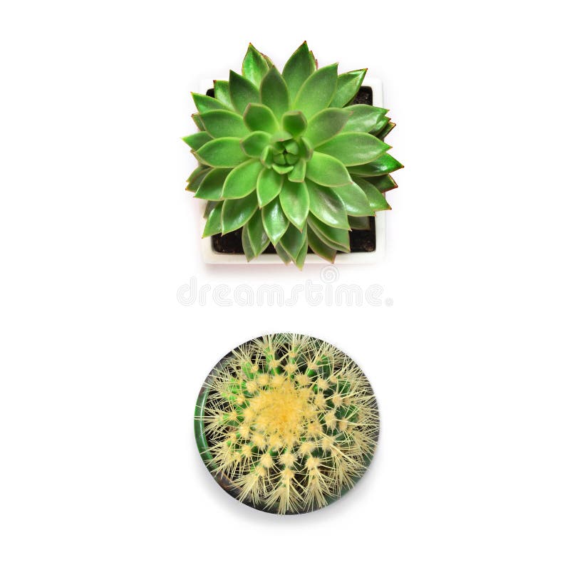 Top View. Succulent and Cactus on White Background Stock Image - Image ...