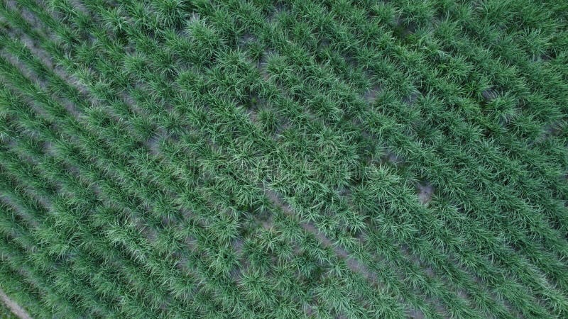Top View of Sugar Cane Leaves Growing in a Field Stock Photo - Image of ...