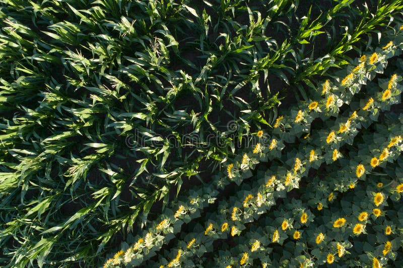 Sunflower and corn field stock photo. Image of cultivated - 108312404