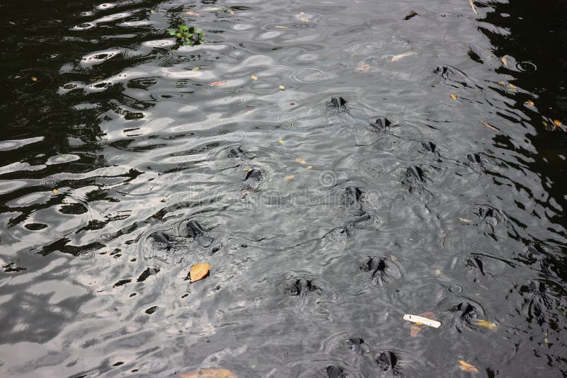 Dirt Floating on Clear Swimming Pool Water Surface Stock Image - Image ...