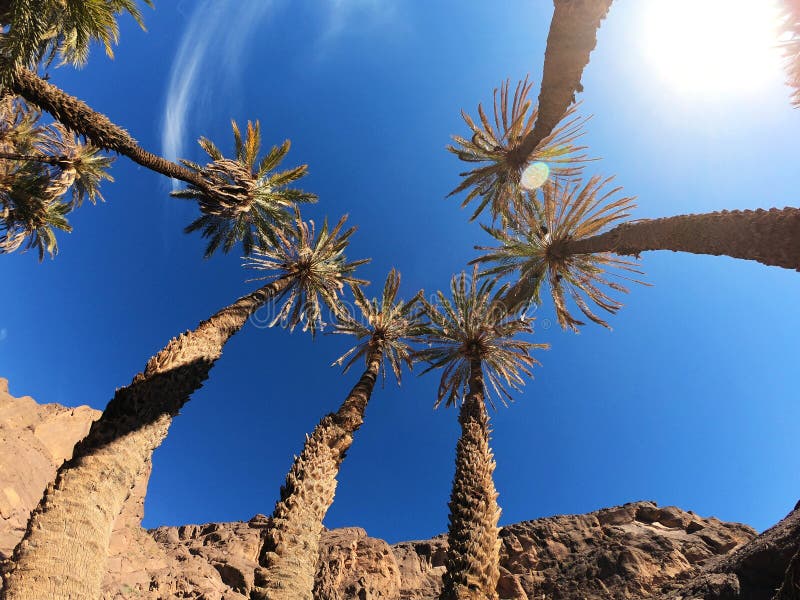 Top View on Surrounding Dates Palm Trees in Sunshine Stock Image ...