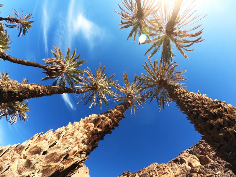 Top View on Surrounding Dates Palm Trees in Sunshine Stock Image ...