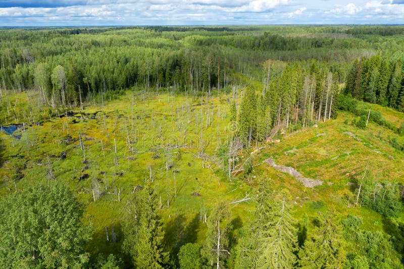 Aerial View of Forests and Swamp Stock Photo - Image of morass, ecology ...