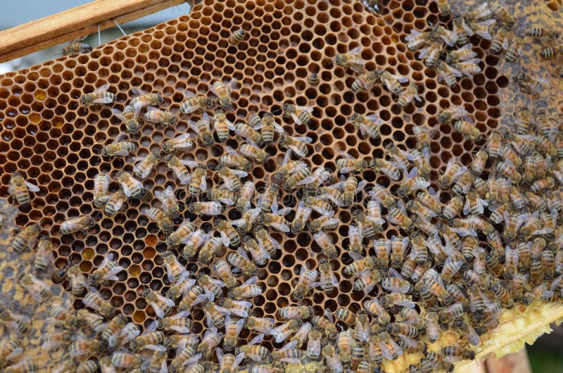 Top View of a Swarm of Bees on a Honeycomb Stock Image - Image of farm ...