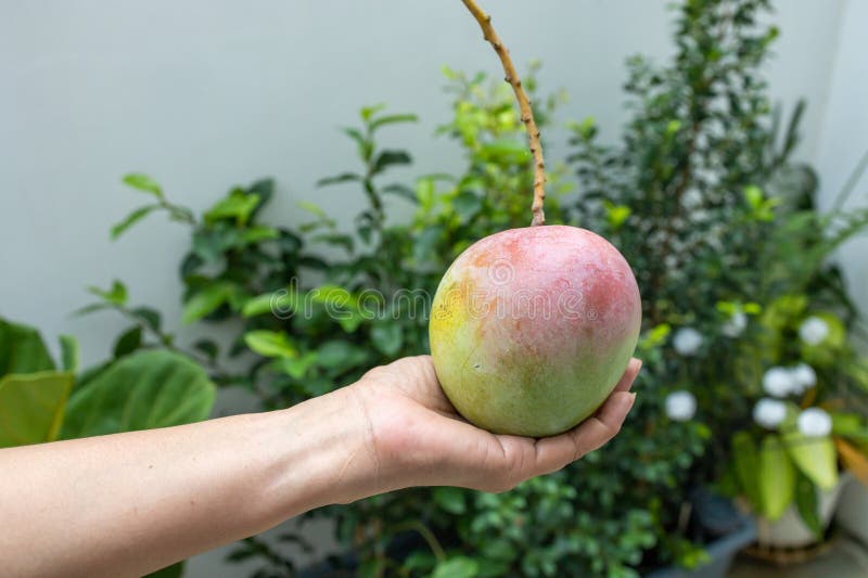 Top View of Sweet Ripe Apple Mango on Hand, Focus Selective Stock Photo ...