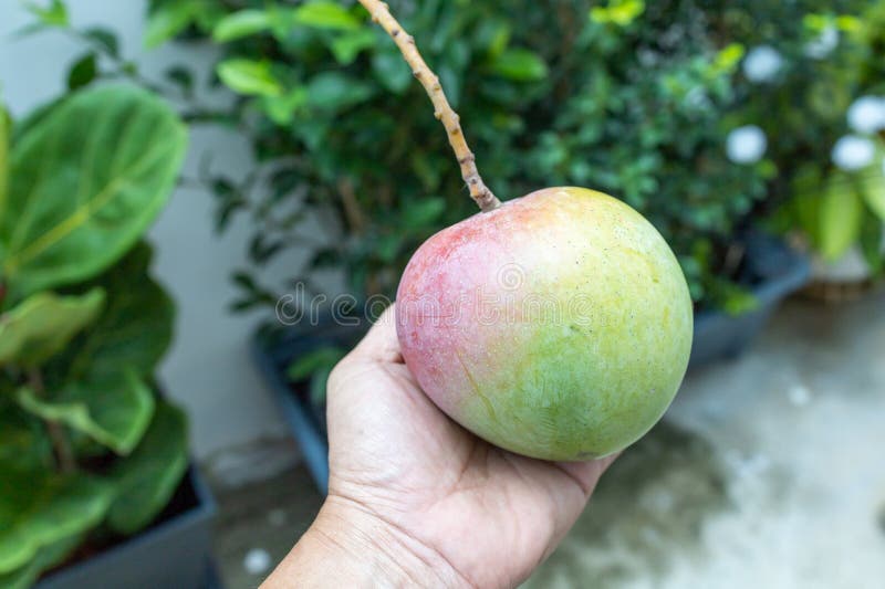 Top View of Sweet Ripe Apple Mango on Hand, Focus Selective Stock Photo ...