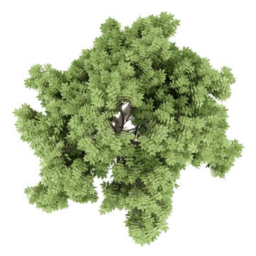 Top View of Sycamore Maple Tree Isolated on White Stock Illustration ...