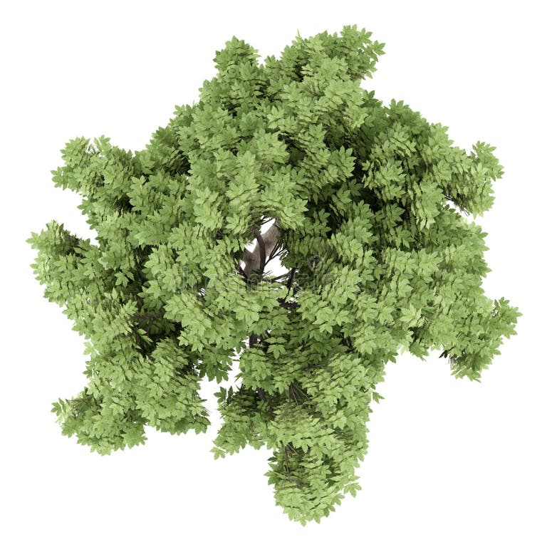 Top View of Sycamore Maple Tree Isolated on White Stock Illustration ...