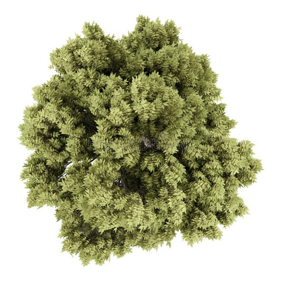 Top View of Sycamore Maple Tree on White Stock Illustration ...