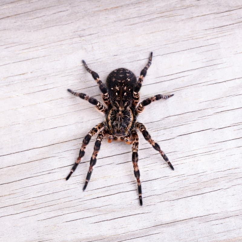 Top View of Tarantula Spider Stock Image - Image of creepy, tarentualla ...