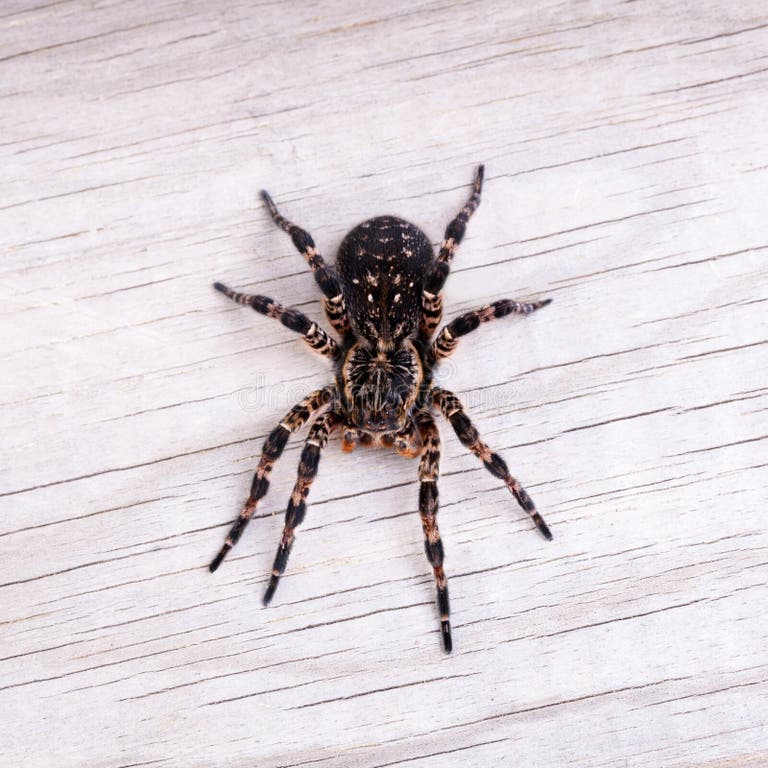 213 Top View Tarantula Spider Stock Photos - Free & Royalty-Free Stock ...